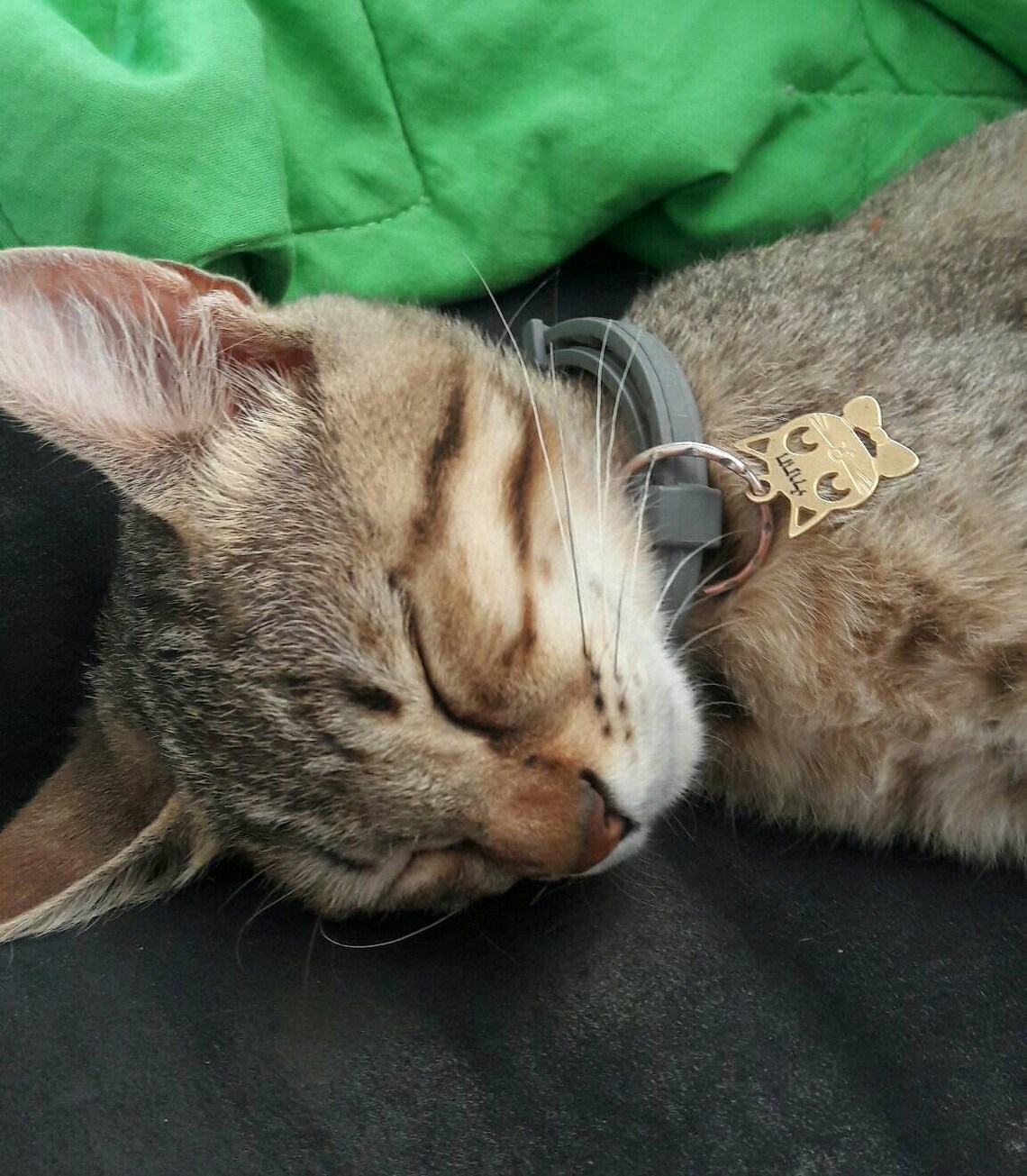 Cat Tag .pet ID Tag . Cat Name Tag. Personalized Cat Tag .custom Cat ...