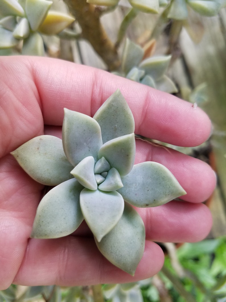 Ghost Plant Succulent (GRAPTOPETALUM PARAGUAYENSE) - Etsy