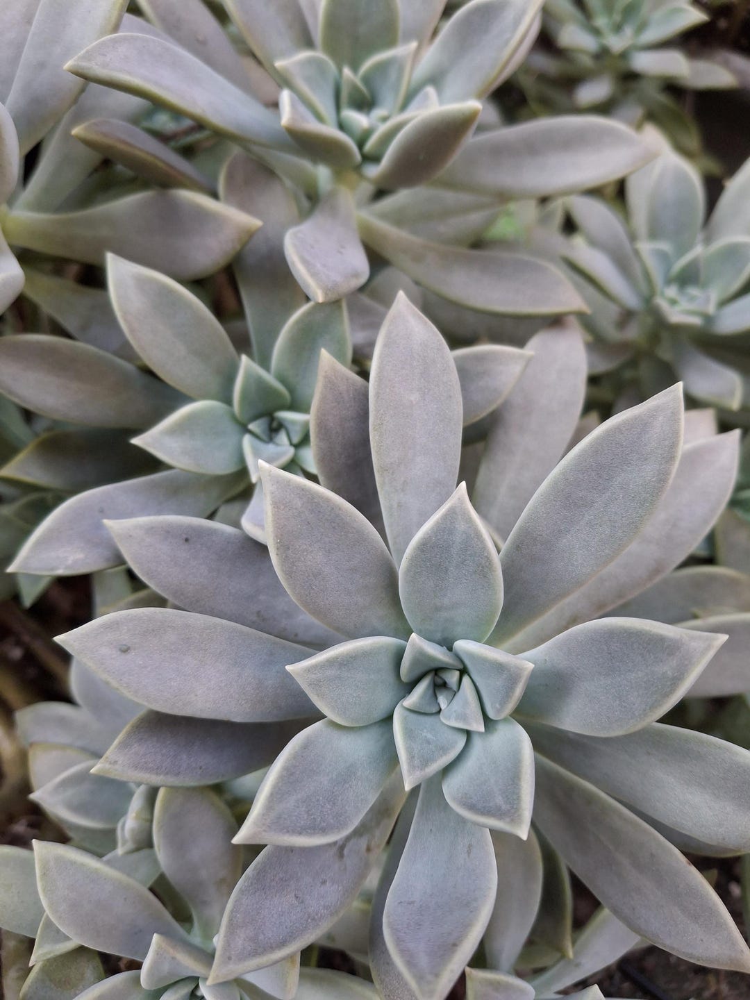 Ghost Plant Succulent 2 Pack (GRAPTOPETALUM PARAGUAYENSE) Spooky ...