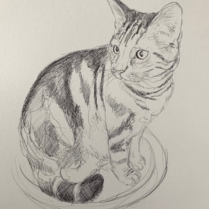 Custom Biro Sketches Pet Portrait Wildlife Artist Custom Drawings - Etsy