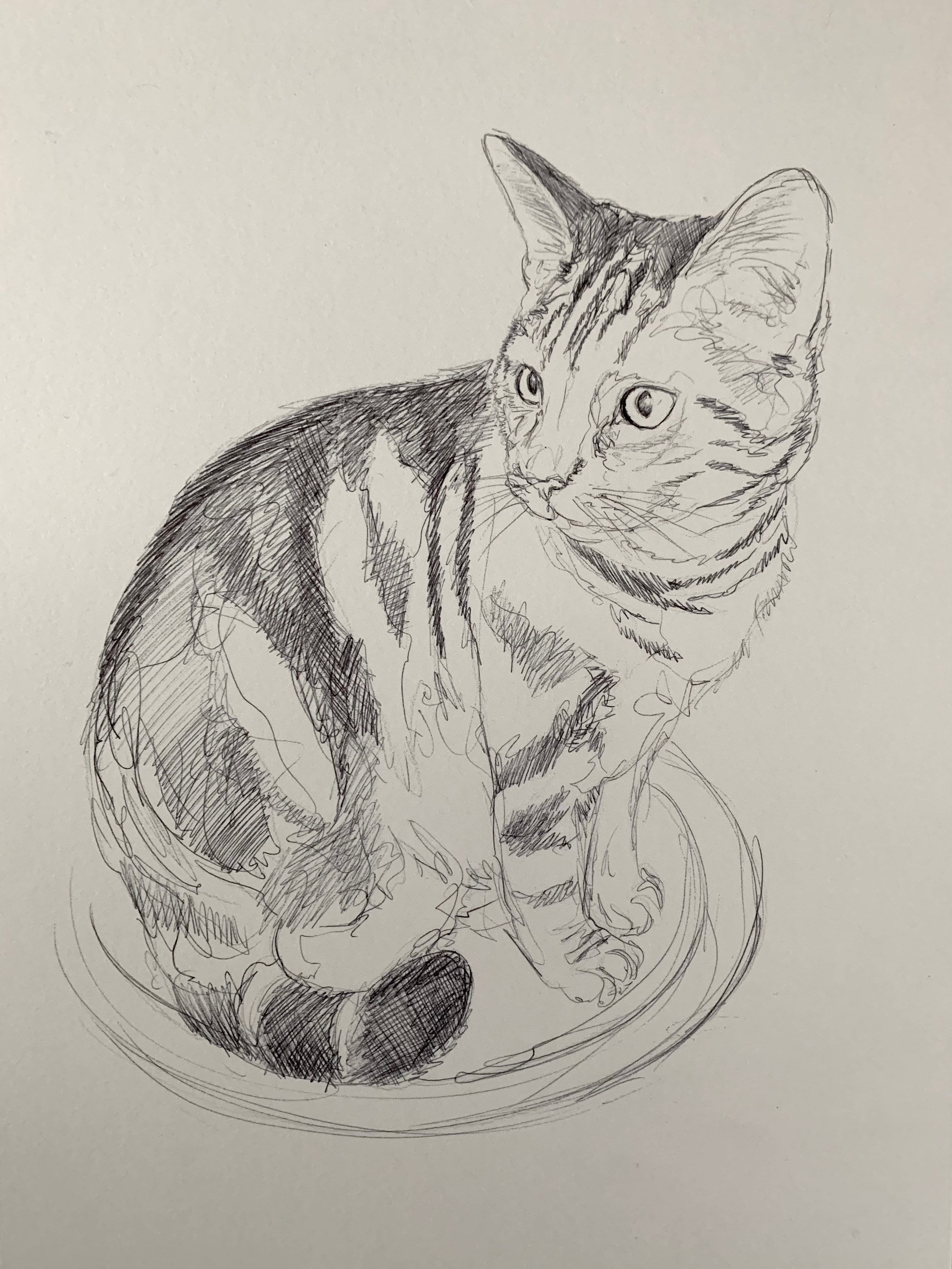 Custom Biro Sketches Pet Portrait Wildlife Artist Custom Drawings - Etsy