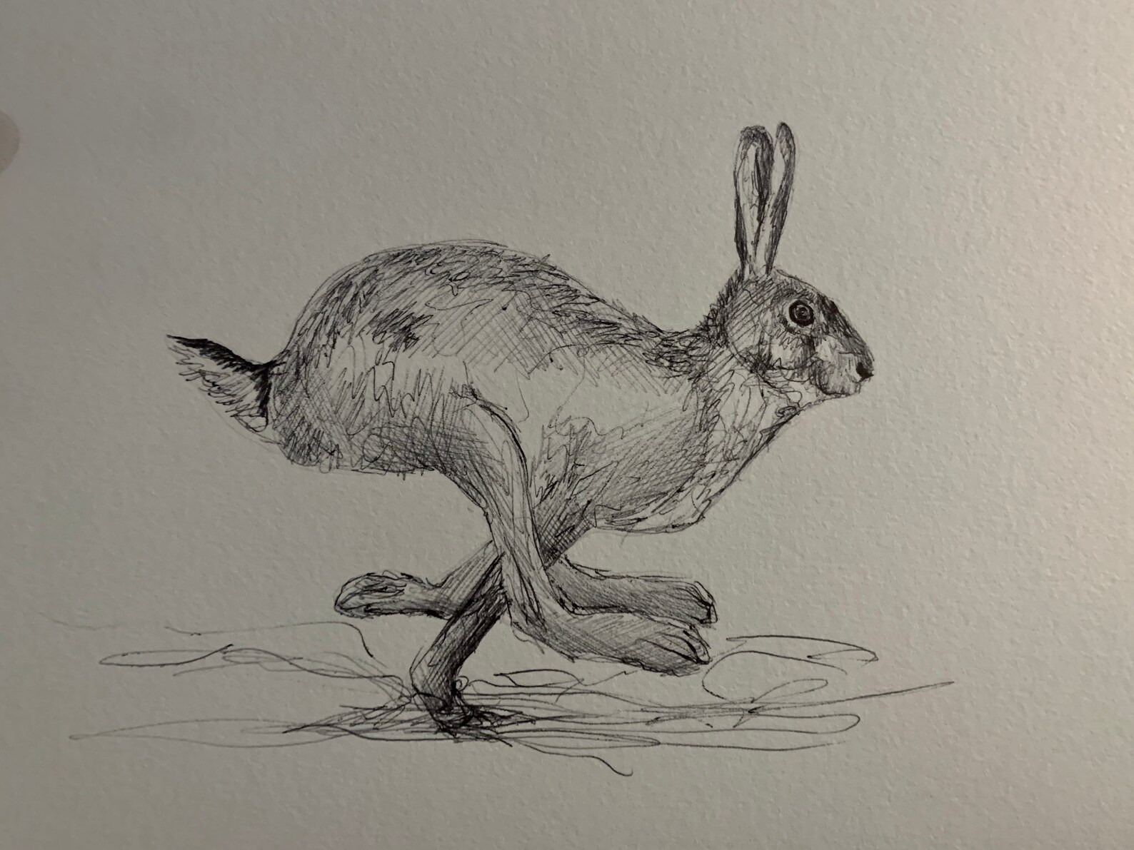 Custom Biro Sketches Pet Portrait Wildlife Artist Custom Drawings - Etsy