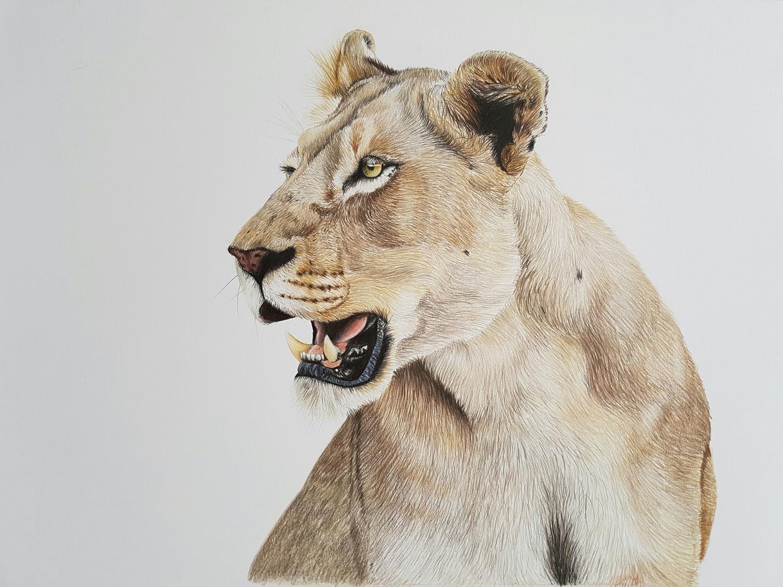 Lioness Original Colour Pencil Portrait Lion Drawing Wildlife Animal ...