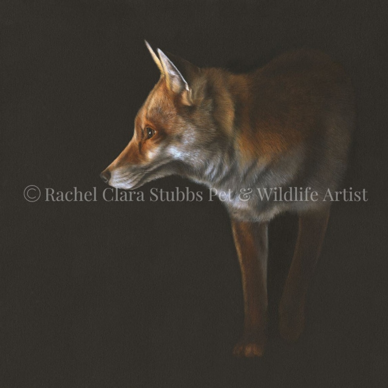 Original Fox - Etsy