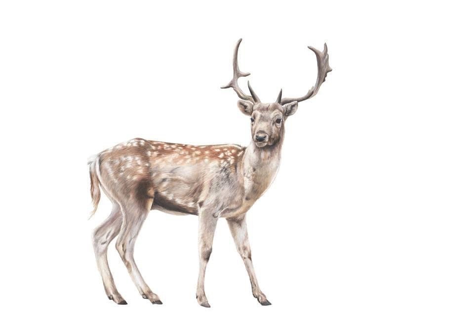 Fallow Deer Original Colour Pencil Portrait Deer Drawing Buck Wildlife ...