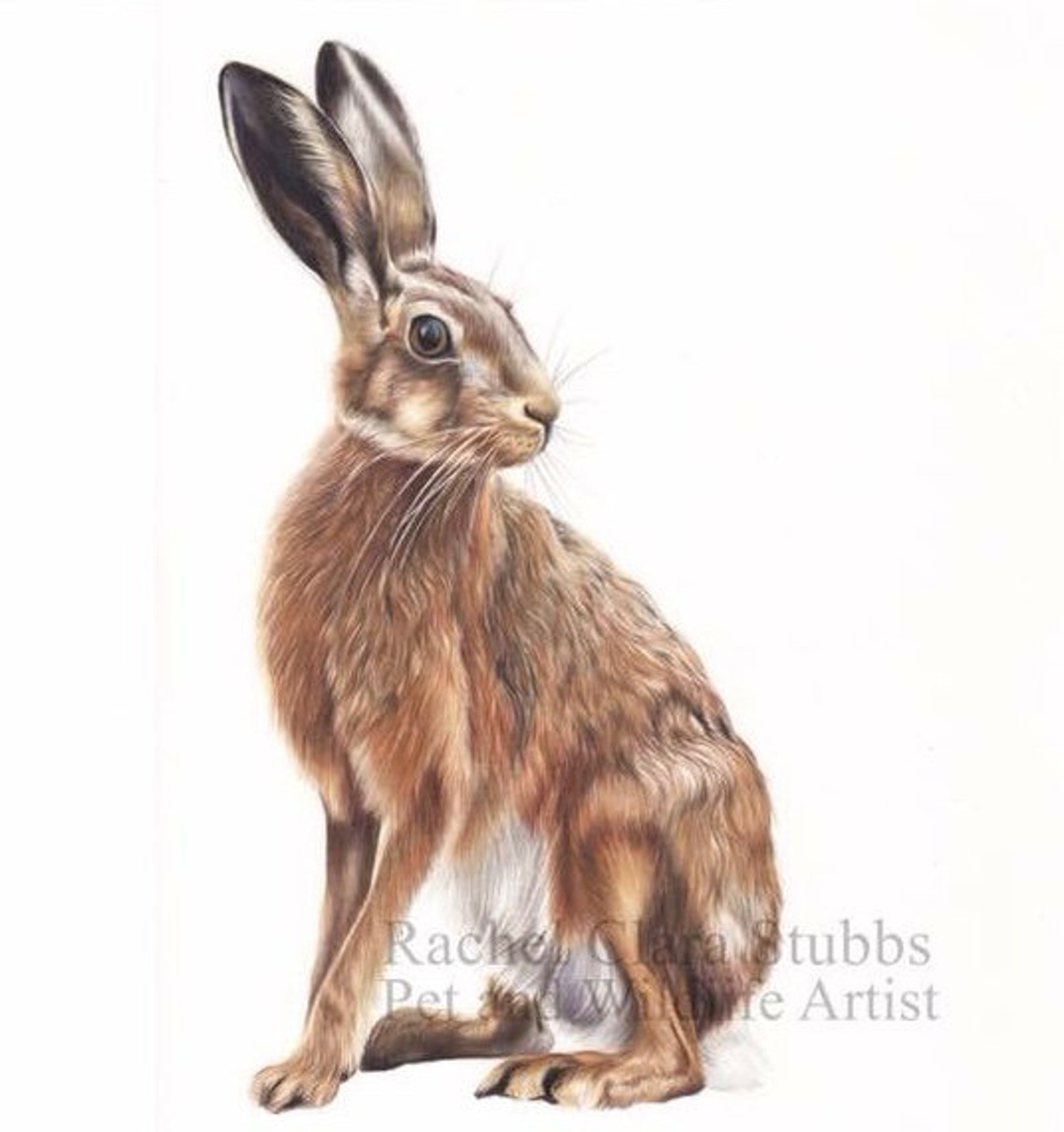 Hamish Hare Limited Edition Print Hare Portrait Rabbit Wildlife Animal ...