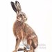Hamish Hare Limited Edition Print Hare Portrait Rabbit Wildlife Animal ...