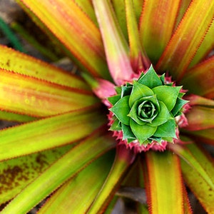 PINEAPPLE FIBER FABRIC / Pina (bast Fiber), Silk - Etsy