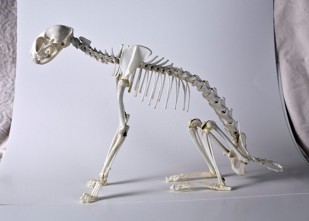 Cat Skeleton Sitting