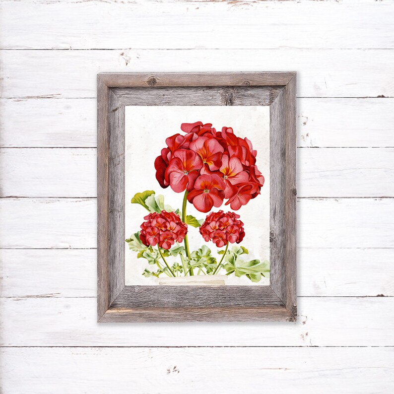 Geranium Printable Vintage Bouquet Home Decor Country Garden | Etsy