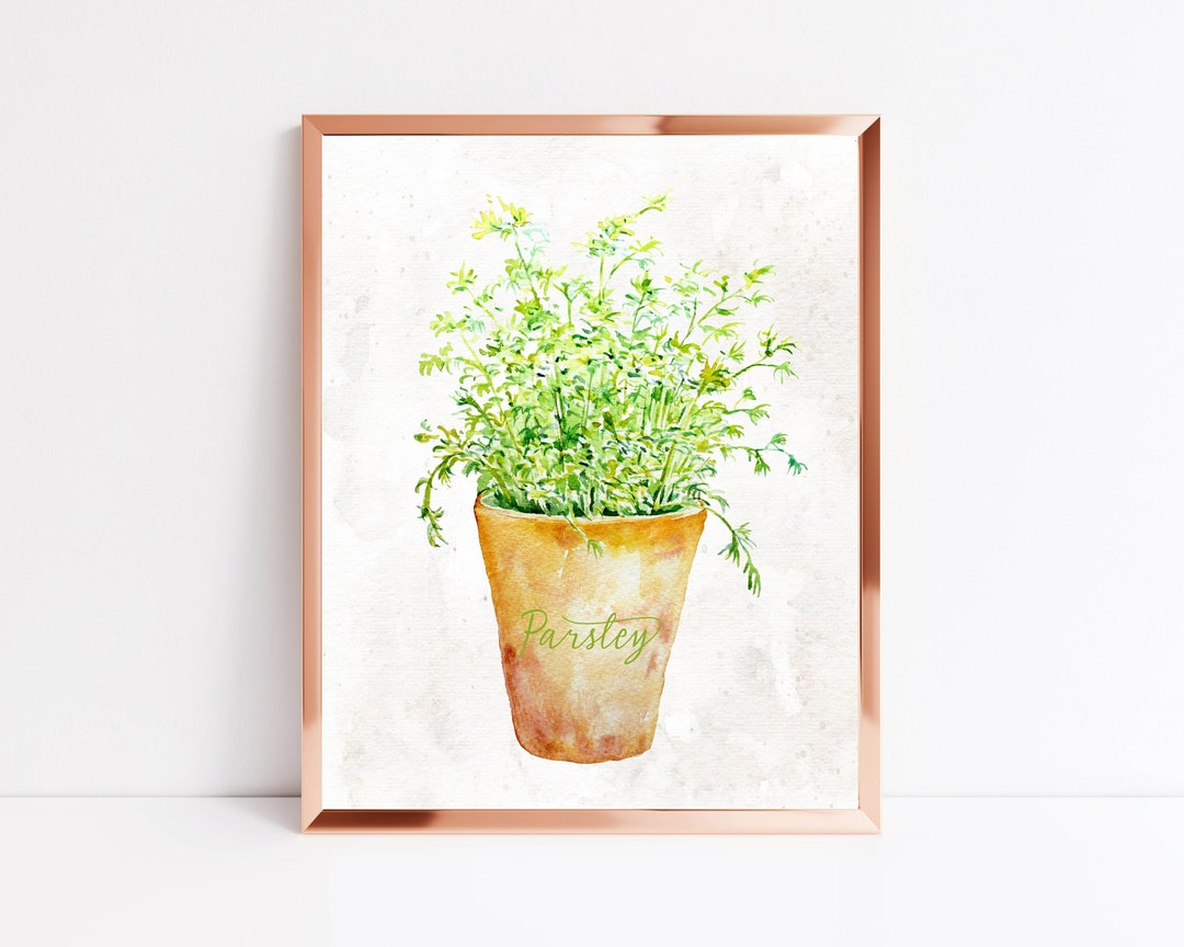 Parsley Printable Herbs Print 4x6 5x7 8x10 11x14 16x20 Cooking Herbs ...