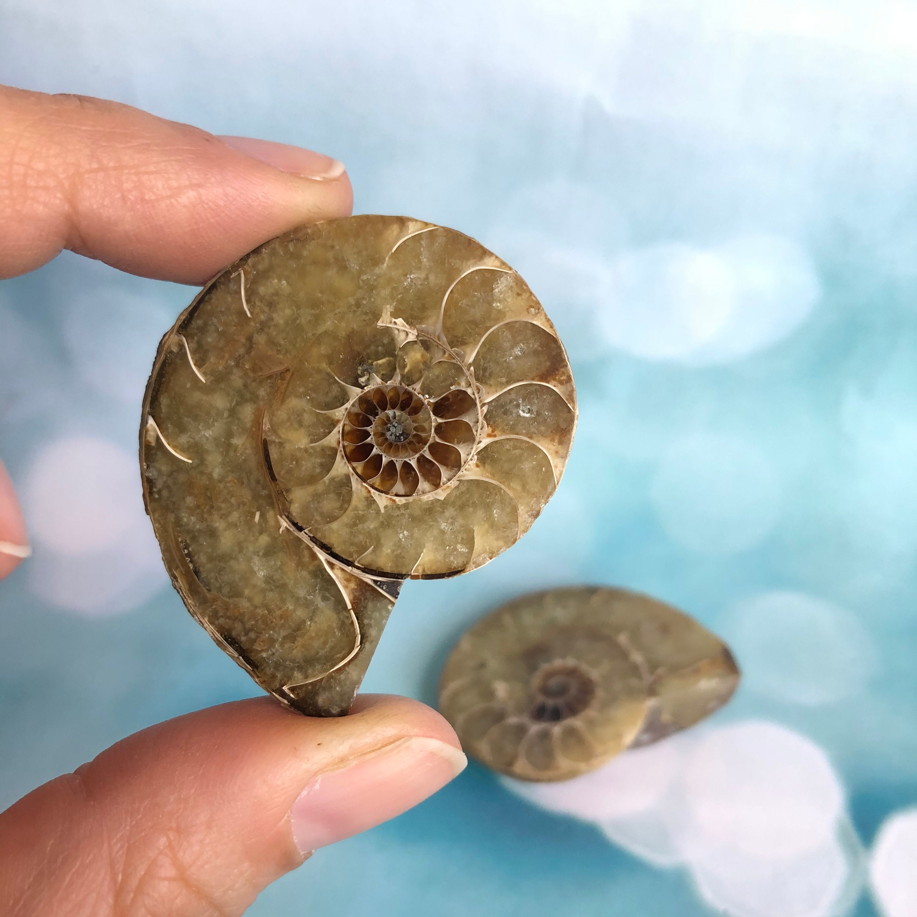 Ammonite Fossil Golden Phi Ratio Ancient Sea Creature | Etsy