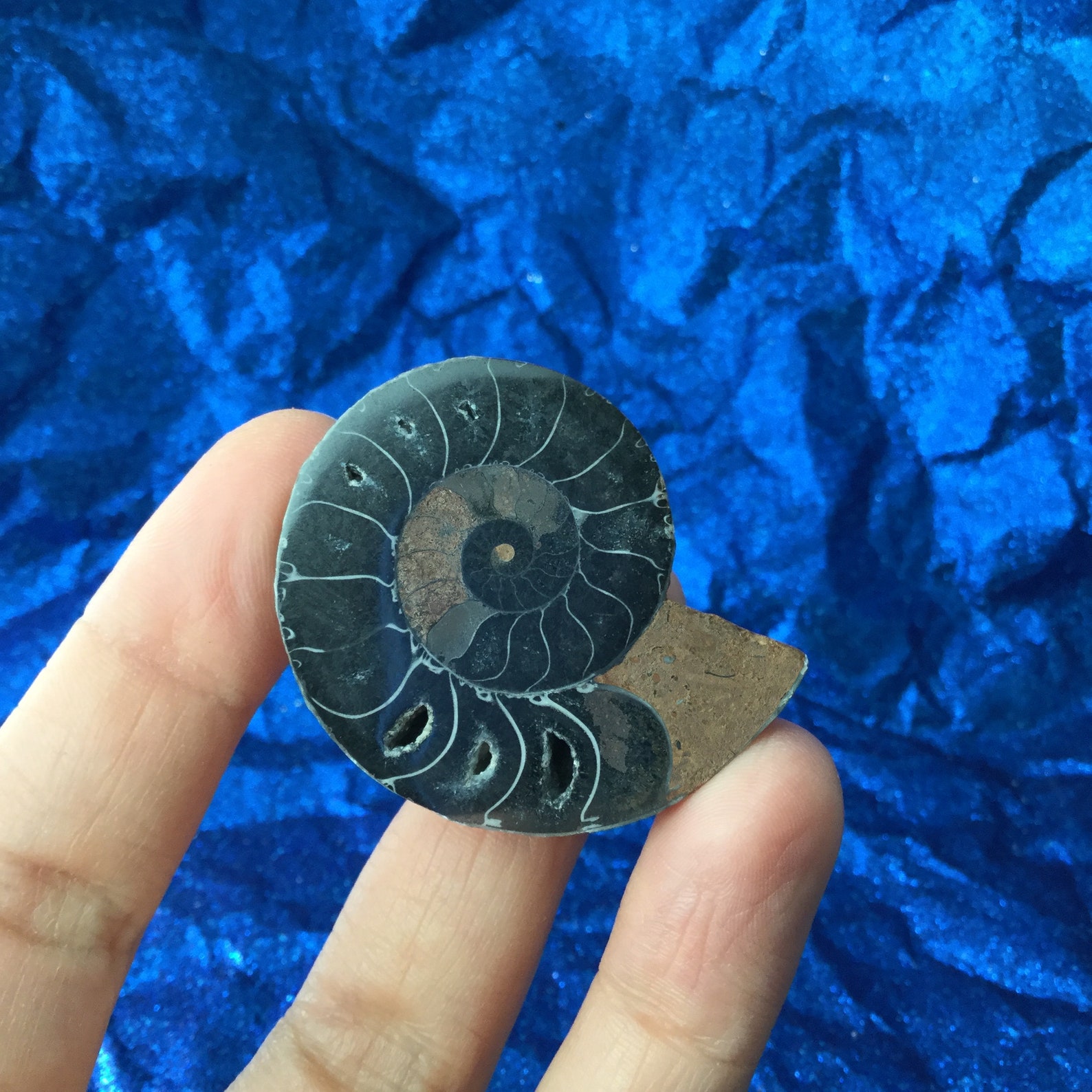 Ammonite Fossil Golden Phi Ratio Ancient Sea Creature | Etsy UK