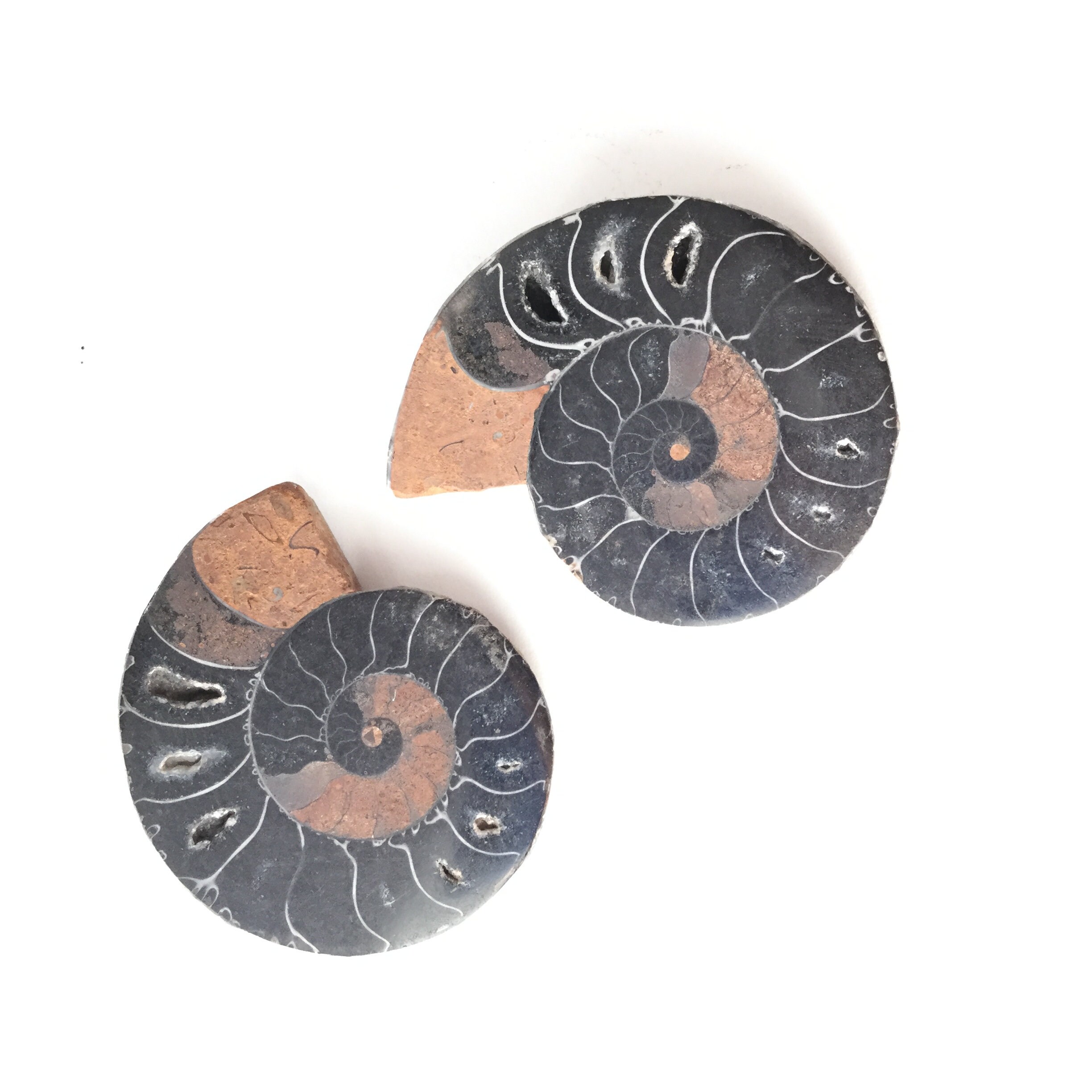 Ammonite Fossil Golden Phi Ratio Ancient Sea Creature | Etsy UK