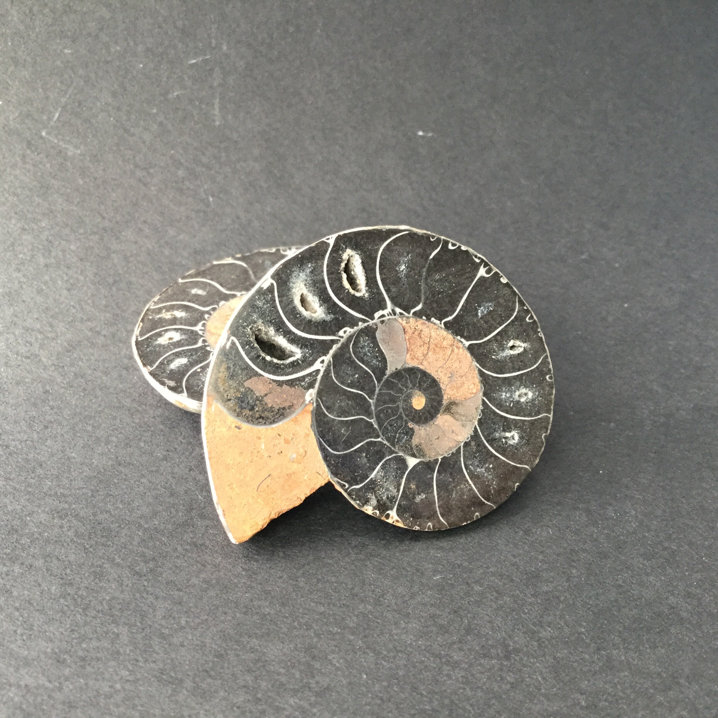 Ammonite Fossil Golden Phi Ratio Ancient Sea Creature | Etsy