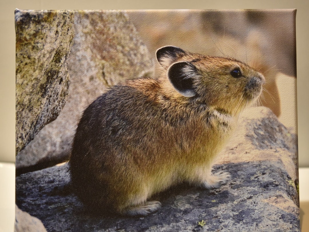Pika on Canvas - Etsy
