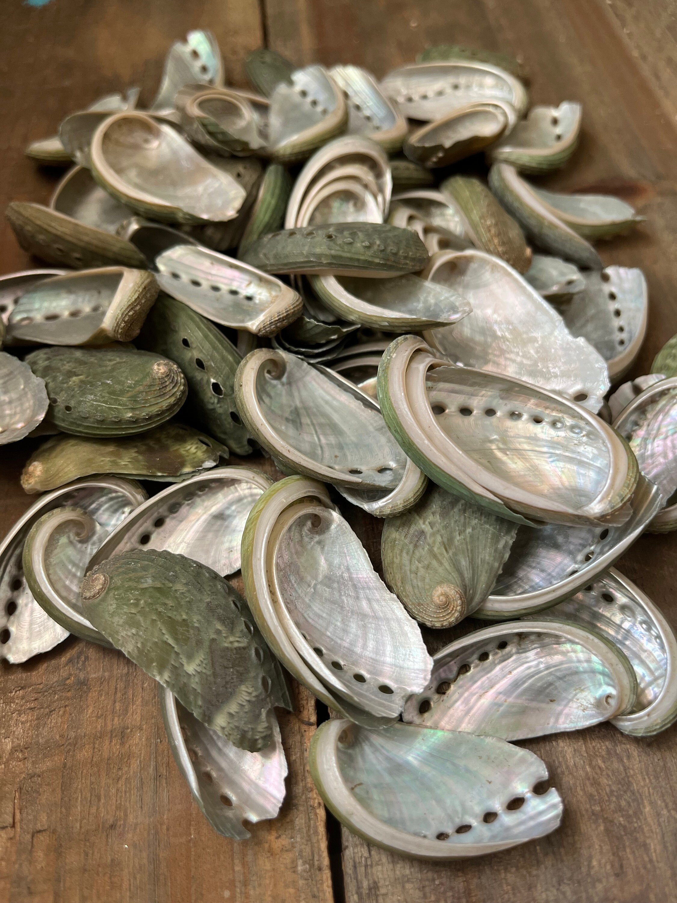 50 Small Donkey Ear Abalone Shells, Bulk Abalone Shells, Seashell Craft ...
