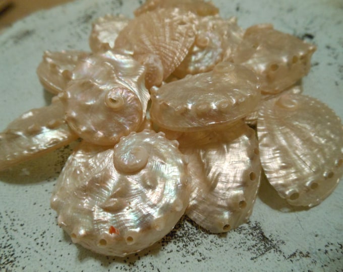 Tiny Abalone Shells Seashell Supply Craft Seashells - Etsy