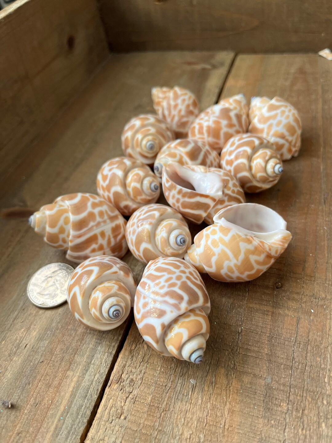 12 Babylonia Spirata Seashells, Craft Shells, Brown Spotted Shells ...
