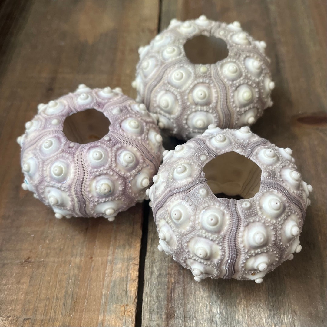 3 Sputnik Sea Urchins Real Sea Urchins Seashell Craft - Etsy