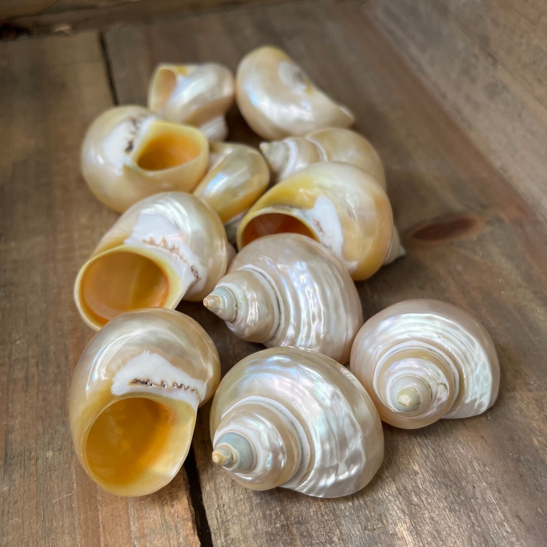 Polished Turbo Seashells 12 Turbo Shells Snail Shells - Etsy