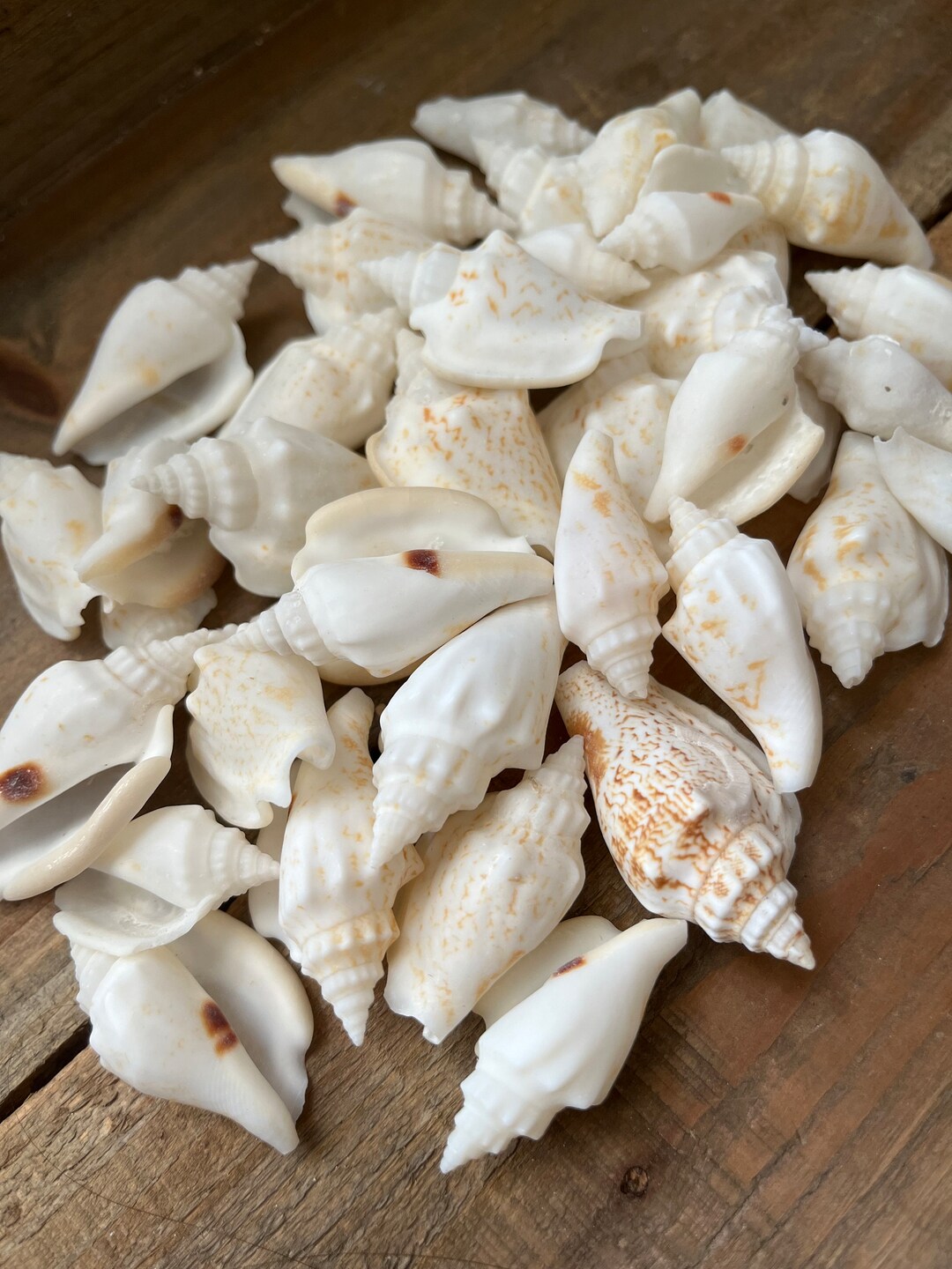 Bulk White Seashells 100 White Chulla Conch Shells Beach - Etsy