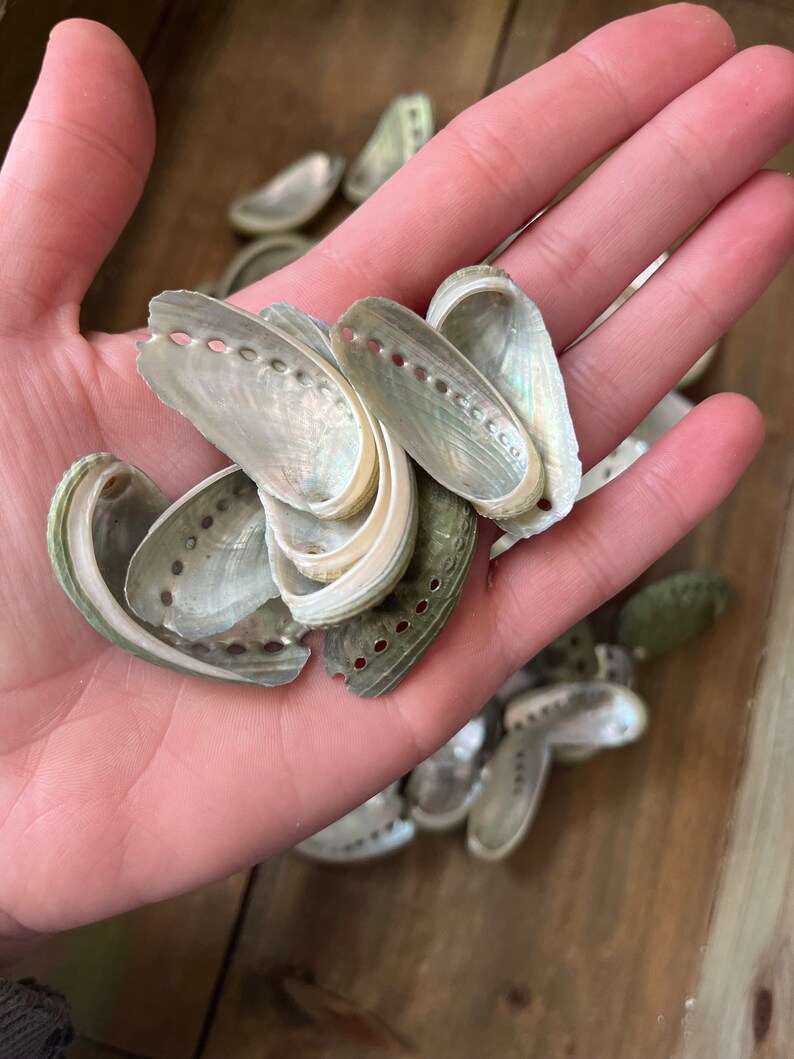 50 Small Donkey Ear Abalone Shells, Bulk Abalone Shells, Seashell Craft ...