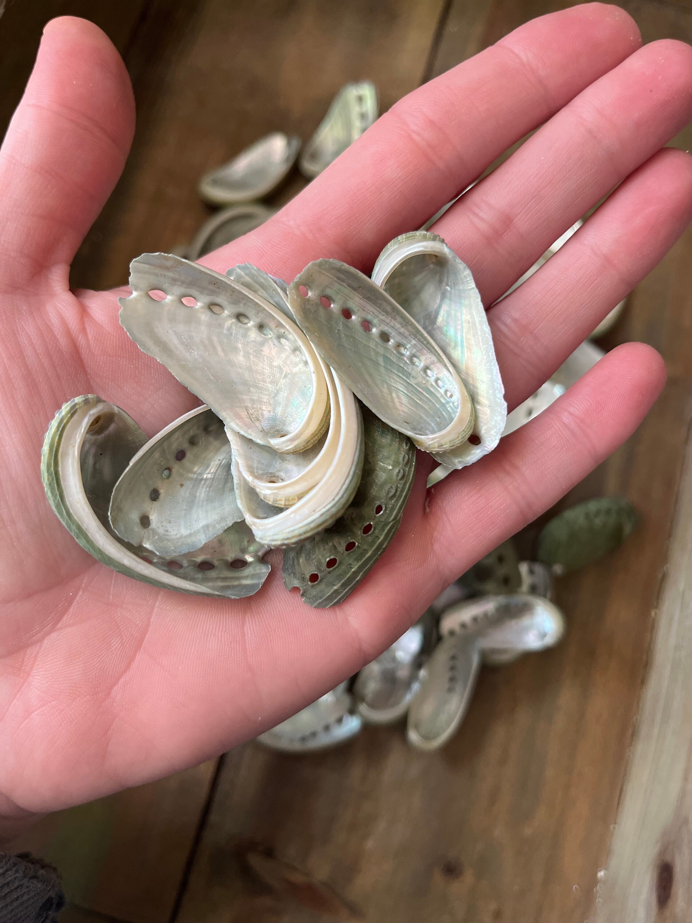 50 Small Donkey Ear Abalone Shells, Bulk Abalone Shells, Seashell Craft ...