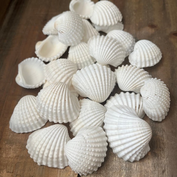 Bulk Seashells - Etsy