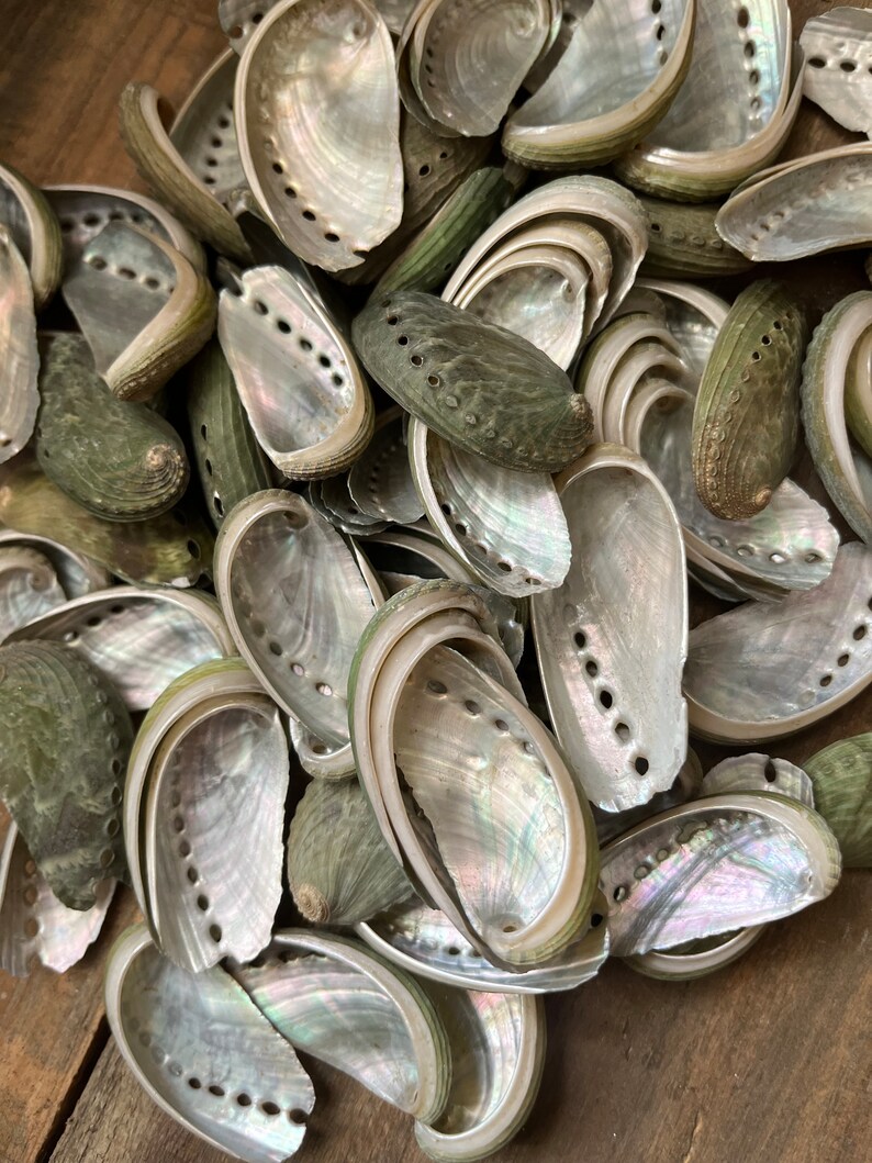 50 Small Donkey Ear Abalone Shells, Bulk Abalone Shells, Seashell Craft ...