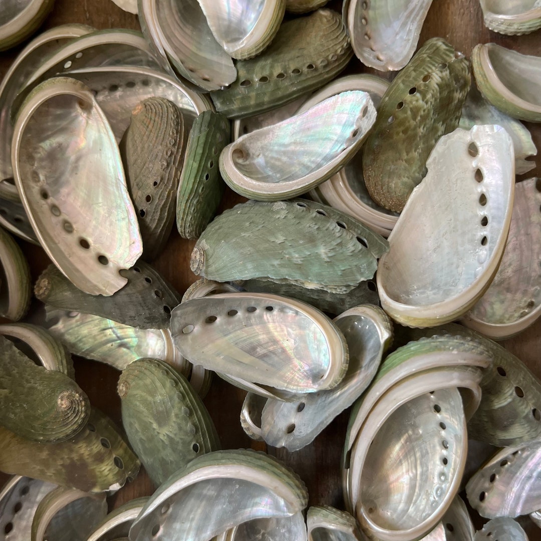 50 Small Donkey Ear Abalone Shells, Bulk Abalone Shells, Seashell Craft ...