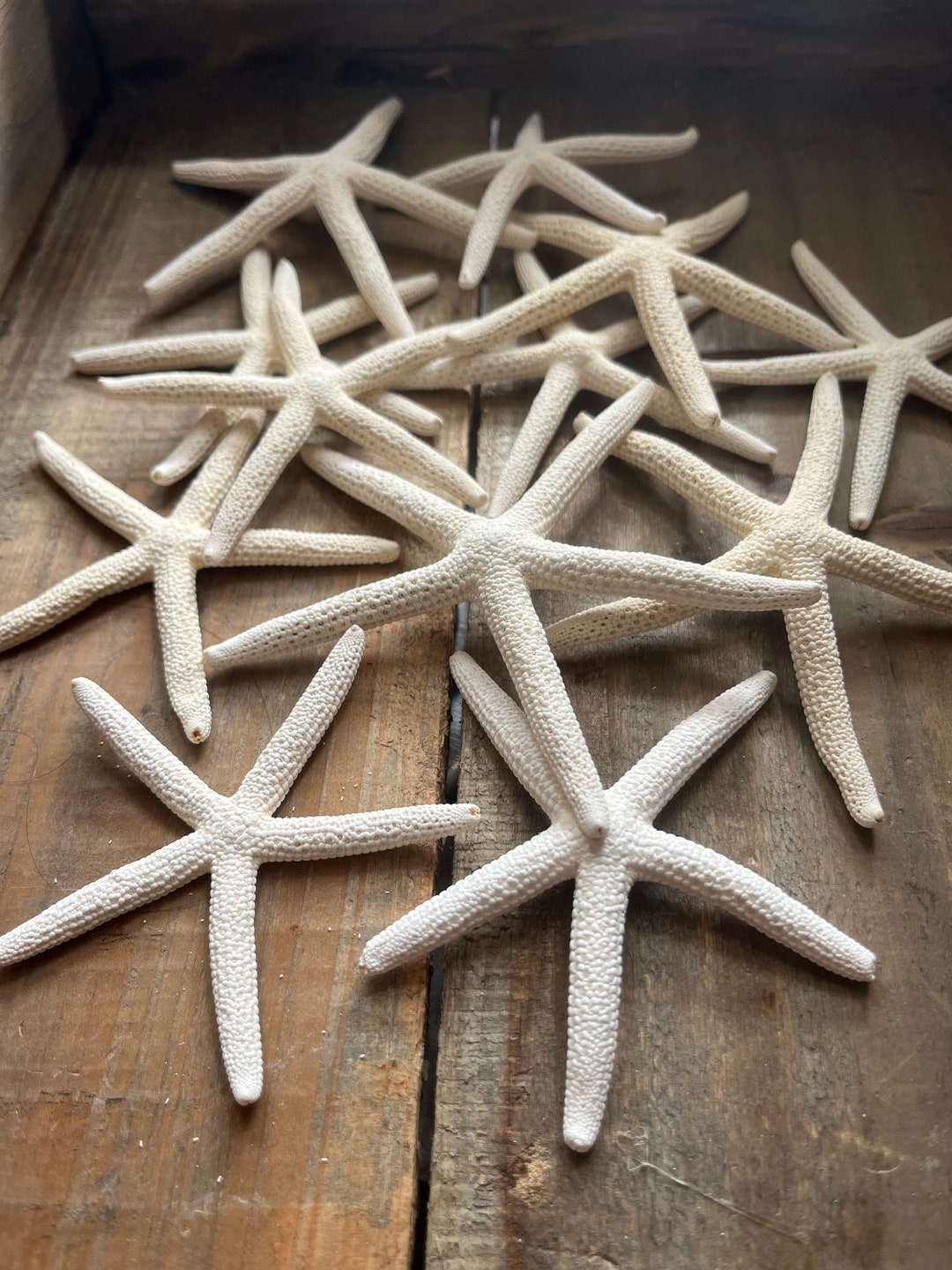 12 Small/medium White Finger Starfish Bulk Starfish Real - Etsy