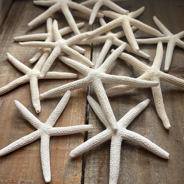 Bulk Starfish - Etsy