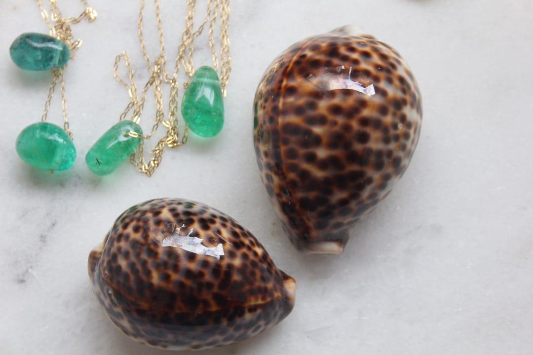 Cypraea Tigris Shell, Philippines 3-4" Beautiful Natural Tiger Conch ...