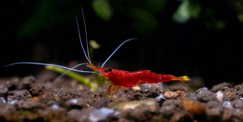 ADF Dehydrated Freshwater Shrimp & Snail Food Treat, Calcium, Spirulina ...