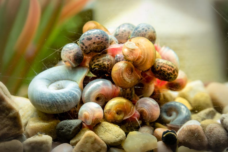 ADF Dehydrated Freshwater Snail Food & Shrimp Food Treat Snello 15% ...