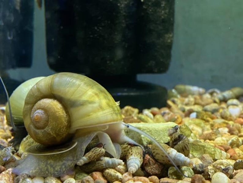 ADF Dehydrated Freshwater Snail Food & Shrimp Food Treat Snello 15% ...