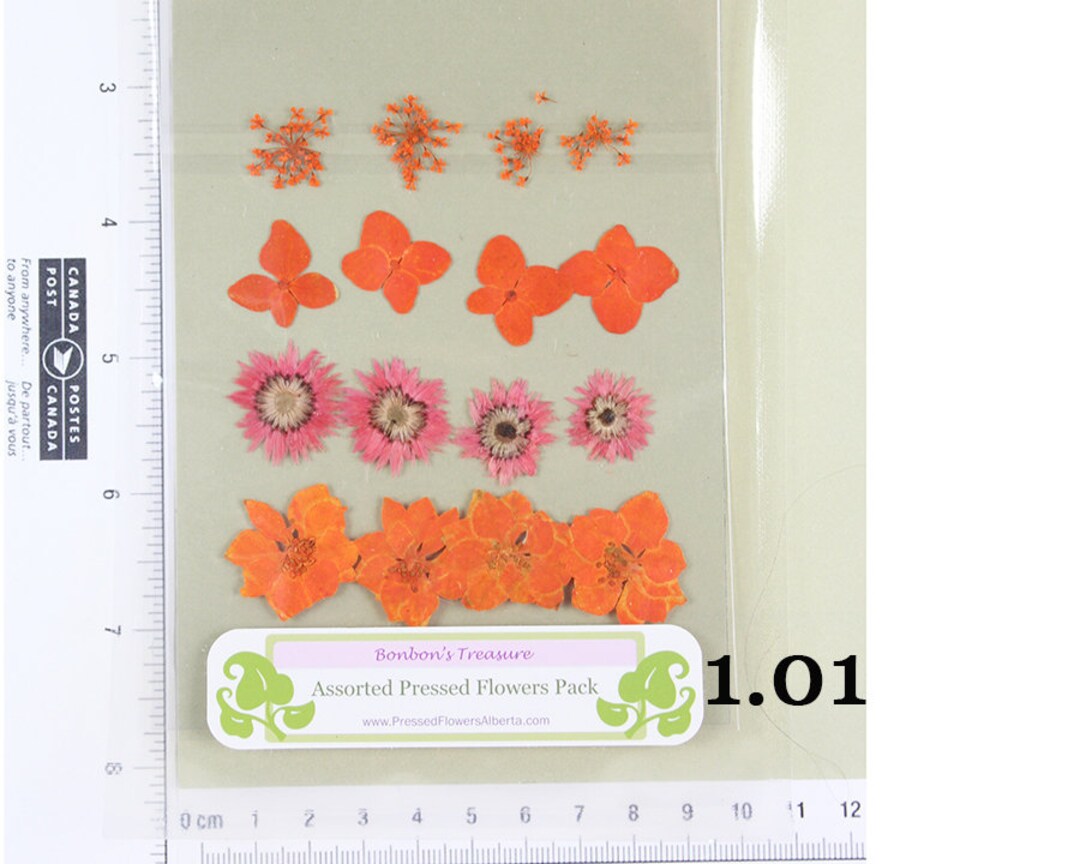 Pressed Flowers Packets Single Colour - Etsy