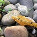 Bakelite Brooch Fish Motif Carved Apple Juice 1920's-1930's Unused - Etsy