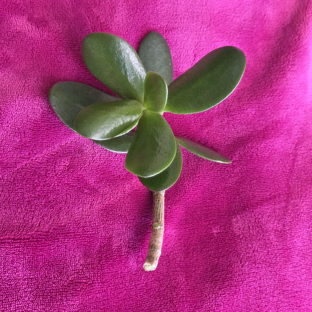 Geldbaum, Jadebaum, Crassula Ovata, unbewurzelter Ableger - Etsy.de