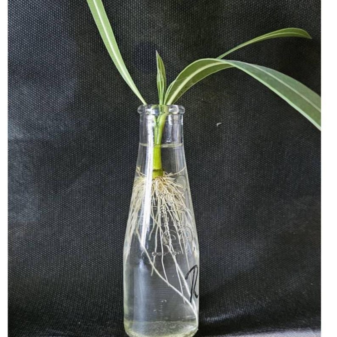 Oleander Nerium Steckling (Rosenlorbeer) - mit Wurzeln, Farbe nicht ...