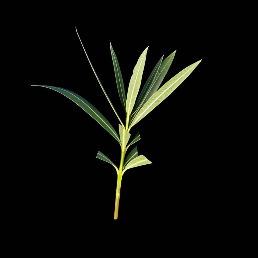 Oleander Nerium Steckling (Rosenlorbeer) Steckling ohne Wurzeln, div ...