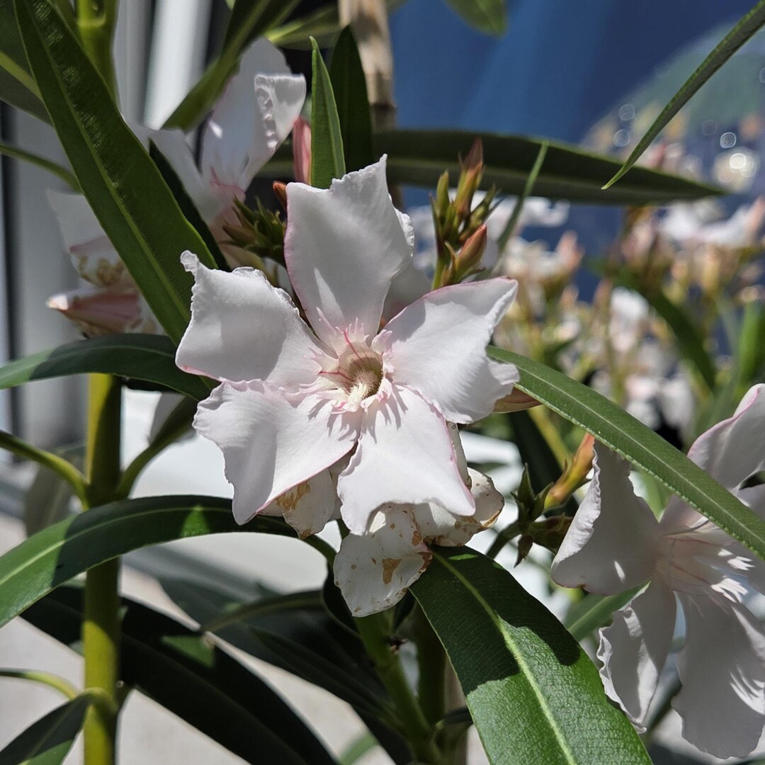 Oleander Nerium Jungpflanze (Ole3) Farbe nicht wählbar - Etsy.de