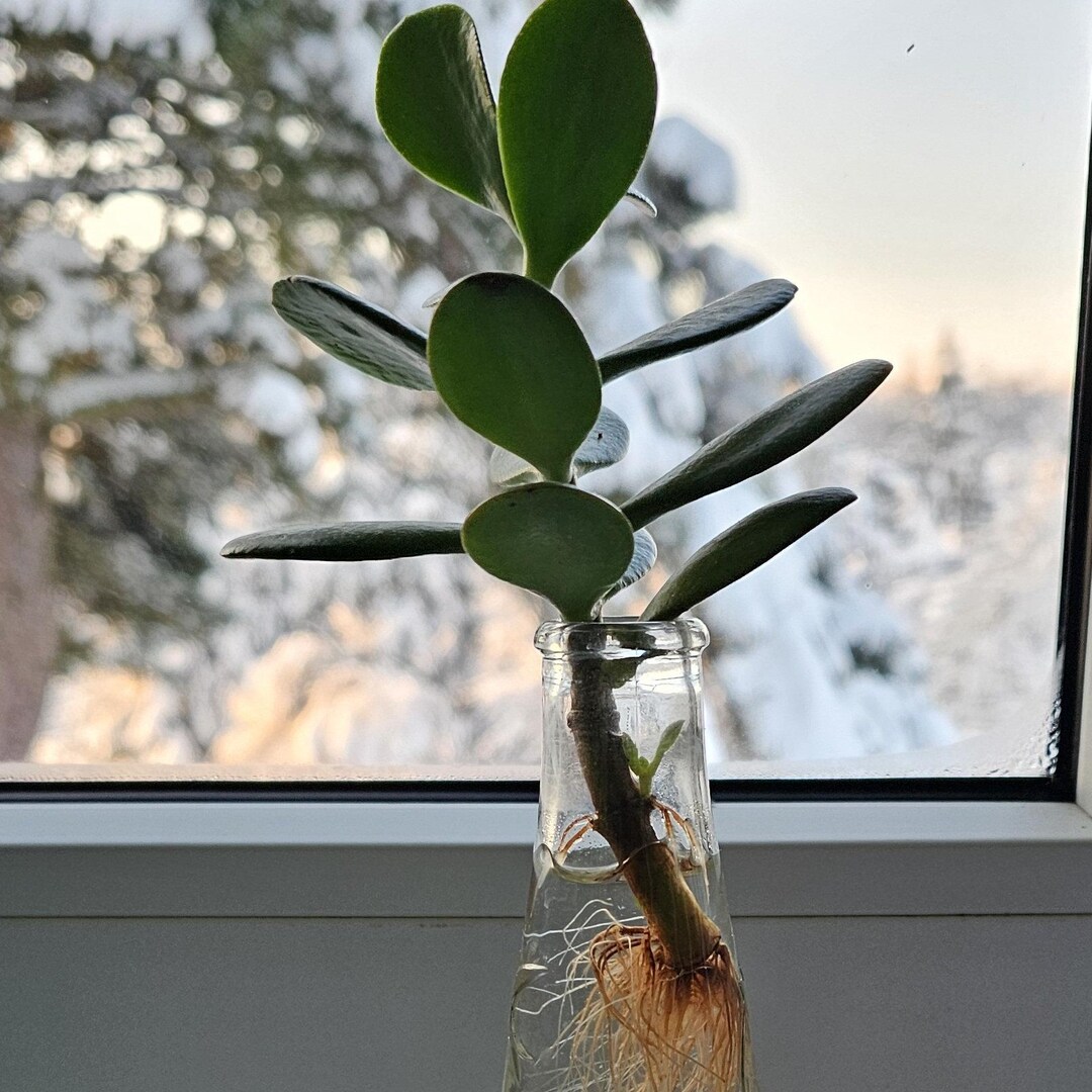 Geldbaum, Jadebaum, Crassula Ovata, bewurzelter Ableger - Etsy.de