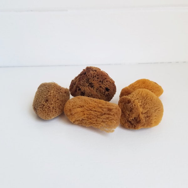 Sea Sponges - Etsy
