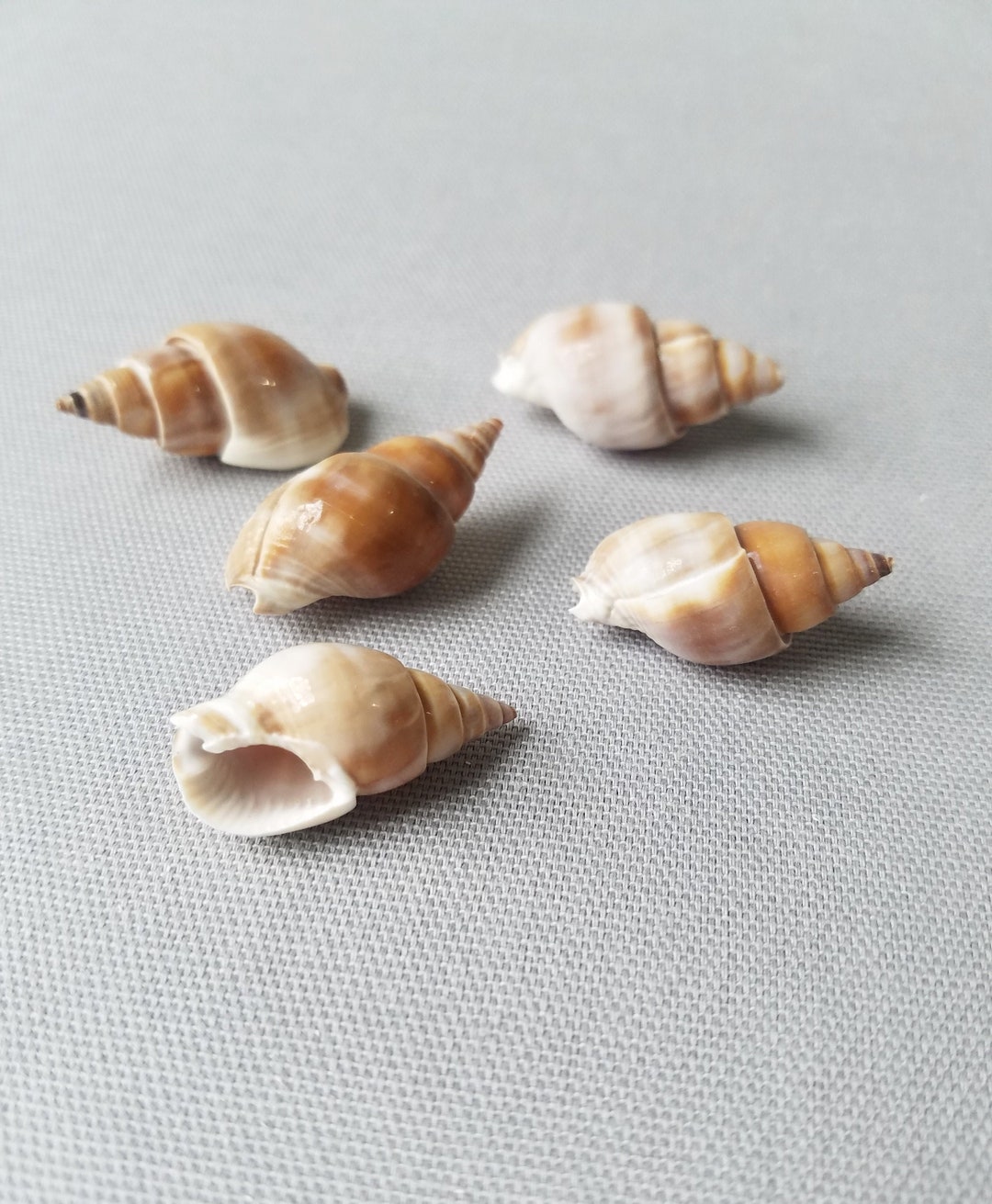 Brown Marginella Shells, Small Seashells, DIY Beach Decor, Coastal ...