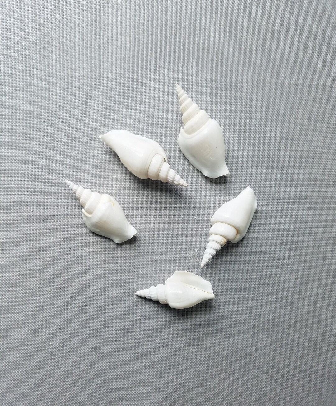 White Strombus Shells Seashells Shell Decor Small Shells - Etsy
