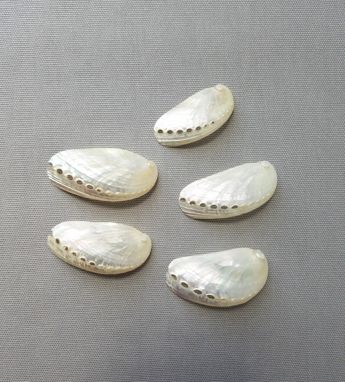 Abalone Shells Pearl Abalone Shells Seashells Shell Decor - Etsy