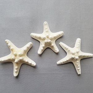 Small Knobby Starfish, White Knobby Starfish, Mud Starfish, DIY Beach ...