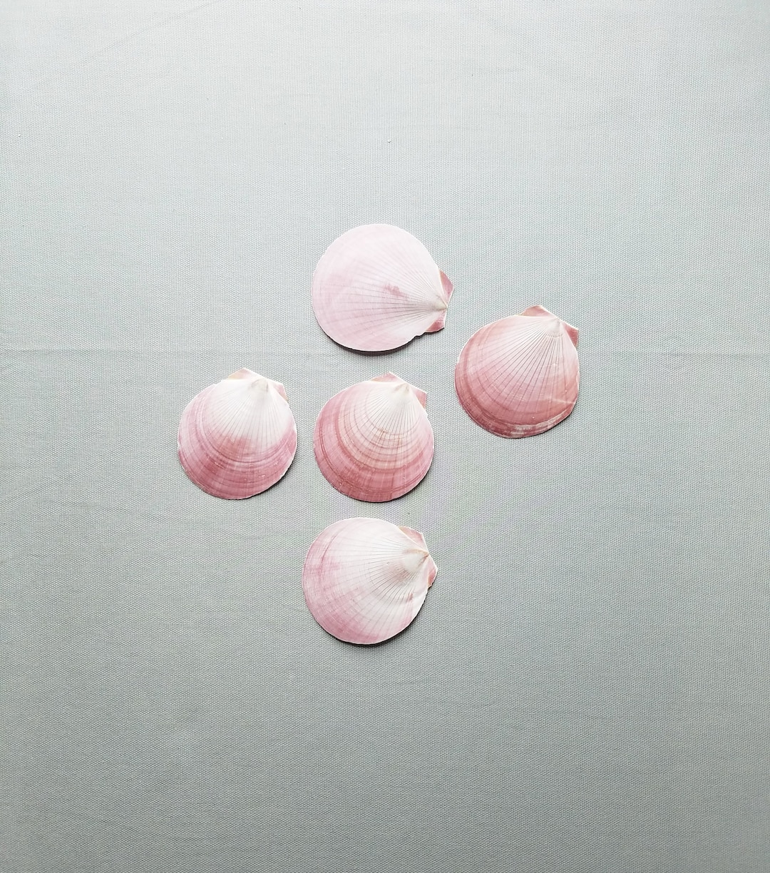 Purple Sun and Moon Shells, Seashell Decor, DIY Beach Decor Supplies ...